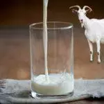 Koliko kozjanja daje mlijeko: prosječne izvedbe dnevno, dan i godinu dana, kako povećati 7159_9