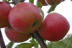 Beskrivning av sorten och utbytet av äppelträd Katerina, egenskaper och regioner av odling
