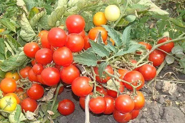 Pomidor pursaty