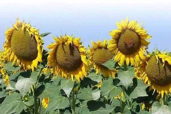 Namumulaklak na sunflower