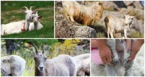Ako stimulovať kozu na lov a spôsobiť tok pri zakrytí