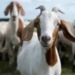 Po kokio laiko po to, kai Goat tikslas yra medžioti: Sąlygos ir ženklai 7169_9