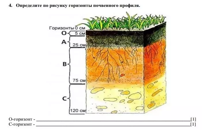 Perfil de sòl