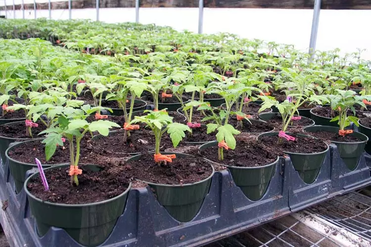 Tomate Seedlings am Treibhause