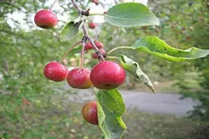 Katrangan lan ciri, fitur sing tuwuh lan wilayah kanggo macem-macem kebon kebon apbal creek