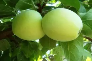 リンゴの木の説明ロシア語、冬の丈夫の特徴と収量