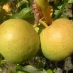 Bergamot Pear Grade: აღწერა და მახასიათებლები, სადესანტო და კულტივირება 7178_3