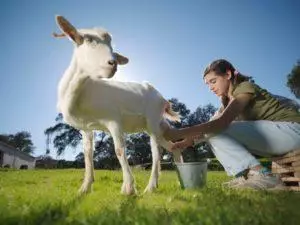 Hva om geiten ikke gir melk helt og løser problemet