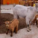 Kameruonijske koze: opis i pasmina mlijeka, uvjeti sadržaja 7179_4