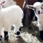 Kameruonijske koze: opis i pasmina mlijeka, uvjeti sadržaja 7179_5