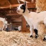 Kameruonijske koze: opis i pasmina mlijeka, uvjeti sadržaja 7179_7