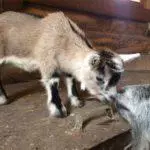 Cameroonian Goats: Paglalarawan at Dairy Breed, Mga kondisyon ng nilalaman 7179_8