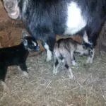 Kameruonijske koze: opis i pasmina mlijeka, uvjeti sadržaja 7179_9