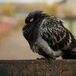 Jaké onemocnění jsou přeneseny do holuby: Jak mohu získat infikované a nebezpečné pro infekci člověka 7180_1