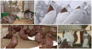 Các loại chim bồ câu nikolaev và đặc điểm giống, chăm sóc và chăn nuôi