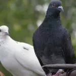 Anong mga sakit ang inilipat sa mga pigeons: Paano ako makakakuha ng impeksyon at mapanganib para sa impeksiyon ng isang tao 7180_15