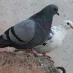 Quali malattie sono trasferite ai piccioni: come posso essere infettato e pericoloso per un'infezione da persona 7180_16