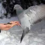 Anong mga sakit ang inilipat sa mga pigeons: Paano ako makakakuha ng impeksyon at mapanganib para sa impeksiyon ng isang tao 7180_18