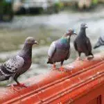 ¿Qué enfermedades se transfieren a las palomas: cómo puedo infectarme y peligroso para una infección por persona? 7180_19