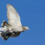 Jaké onemocnění jsou přeneseny do holuby: Jak mohu získat infikované a nebezpečné pro infekci člověka 7180_5