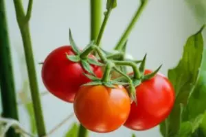 Descrición do agasallo de grao de tomate, a súa característica e rendemento