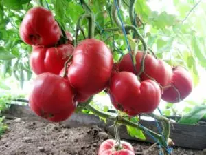 Karaktäristik och beskrivning av den sorten av tomatrosa honung och dess utbyte