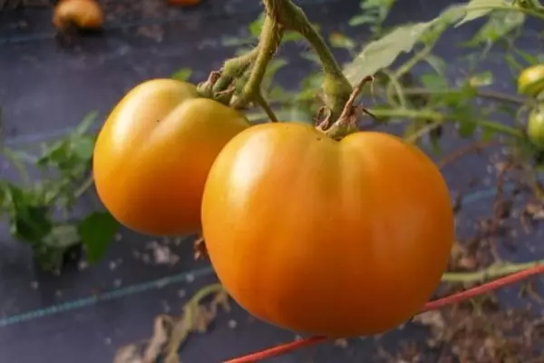 بالٹک ٹماٹر