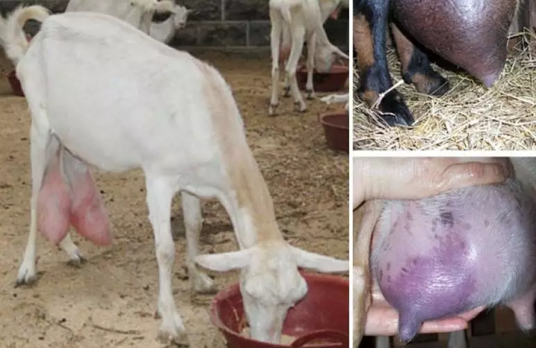 Mastite de chèvre: comment et comment traiter à la maison, méthodes folkloriques et antibiotiques
