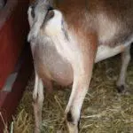 Goat Mastitis: Kiel kaj kiel trakti hejme, popolmetodoj kaj antibiotikoj 7187_10