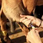 बकरी मास्टिटिस: घर, लोक विधियों और एंटीबायोटिक दवाओं पर कैसे और कैसे इलाज करें 7187_14