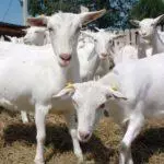 Goat Mastiitti: Miten ja miten hoidetaan kotona, kansanmenetelmiä ja antibiootteja 7187_15