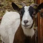 Mastitis Goat: Sut a sut i drin yn y cartref, dulliau gwerin a gwrthfiotigau 7187_20