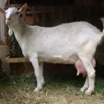 I-Goat Mastitis: Kanjani ukwelapha ekhaya, izindlela zabantu kanye nama-antibiotics 7187_23