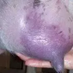 Goat mastitis: how and how to treat at home, folk methods and antibiotics 7187_4