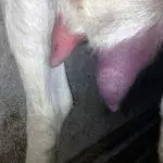 I-Goat Mastitis: Kanjani ukwelapha ekhaya, izindlela zabantu kanye nama-antibiotics 7187_5