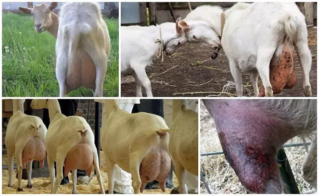 Mastitis di kambing