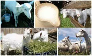 Wanneer u kunt beginnen met het drinken van melk, de voordelen en de waarde van de colostrum na de geit