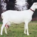 Mastitis Goat: Sut a sut i drin yn y cartref, dulliau gwerin a gwrthfiotigau 7187_8