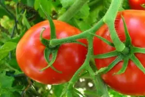 Variedade de tomate Descrición CORNET e as súas características