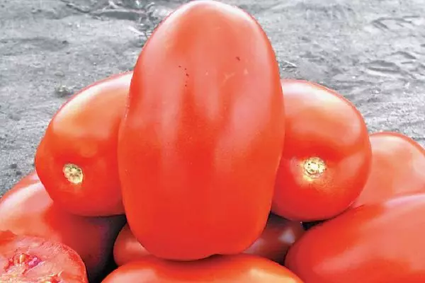 Ώριμη ντομάτα