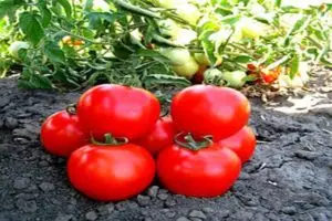 Tomātu Shasta tomātu, augšanas un augu kopšanas apraksts