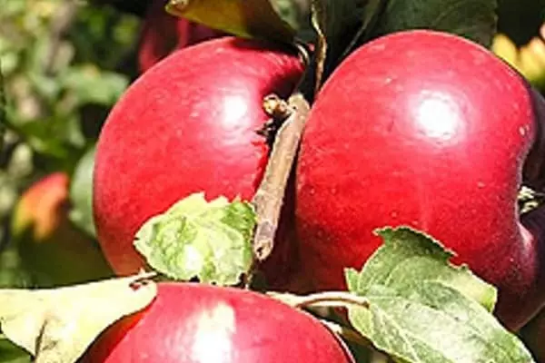 Apple Cathera