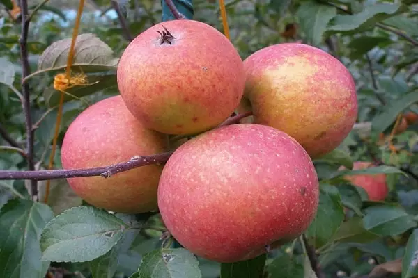 Cultivar de manzanas