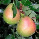 PEAR ডেজার্ট: জাতের এবং বৈশিষ্ট্য, যত্ন এবং চাষের বর্ণনা 7198_2