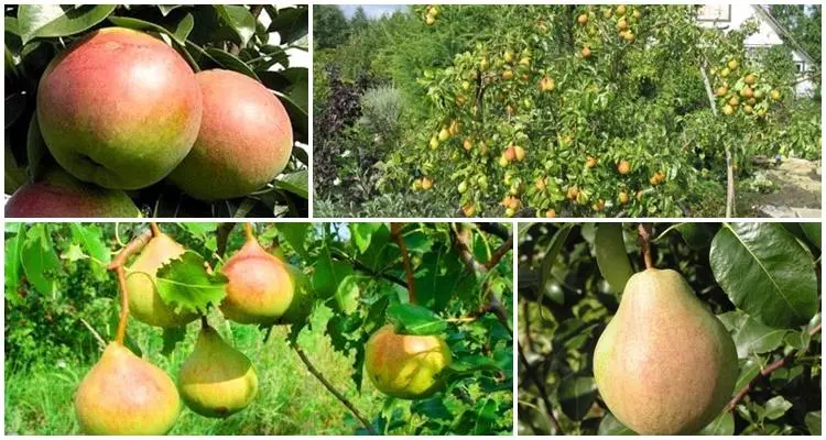 Pear desserts.