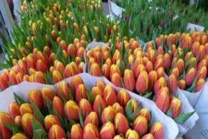 Description et caractéristiques des meilleures et de nouvelles variétés de tulipes