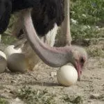 Ostrich ndi mazira angati pachaka, mwezi ndi tsiku: mawonekedwe a opaleshoni 7200_1