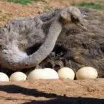 Struds, hvor mange æg bærer et år, måned og dag: Funktioner af kirurgi 7200_2