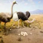 Ostrich Amagi atwara umwaka, ukwezi n'umunsi: ibiranga kubaga 7200_3