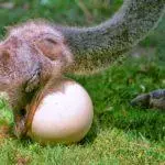 Burung unta Berapa banyak telur yang membawa setahun, bulan dan hari: fitur operasi 7200_6
